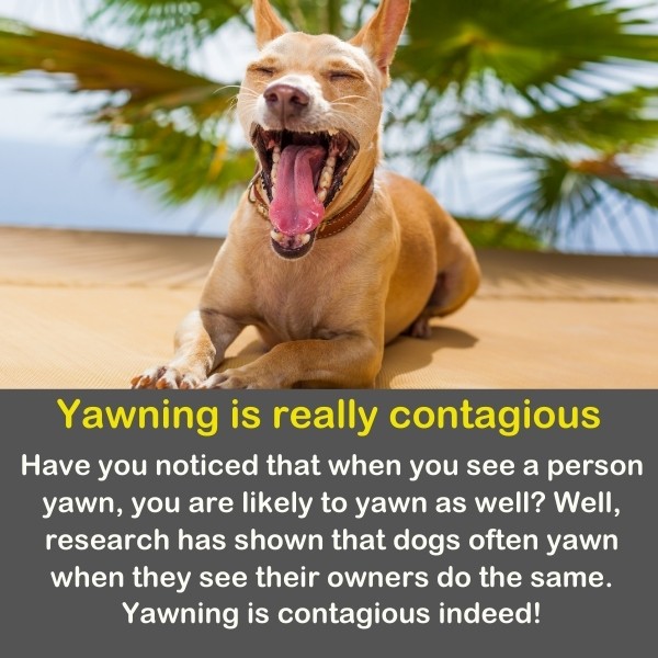 Fun fact Friday #20 – The Distinct Dot